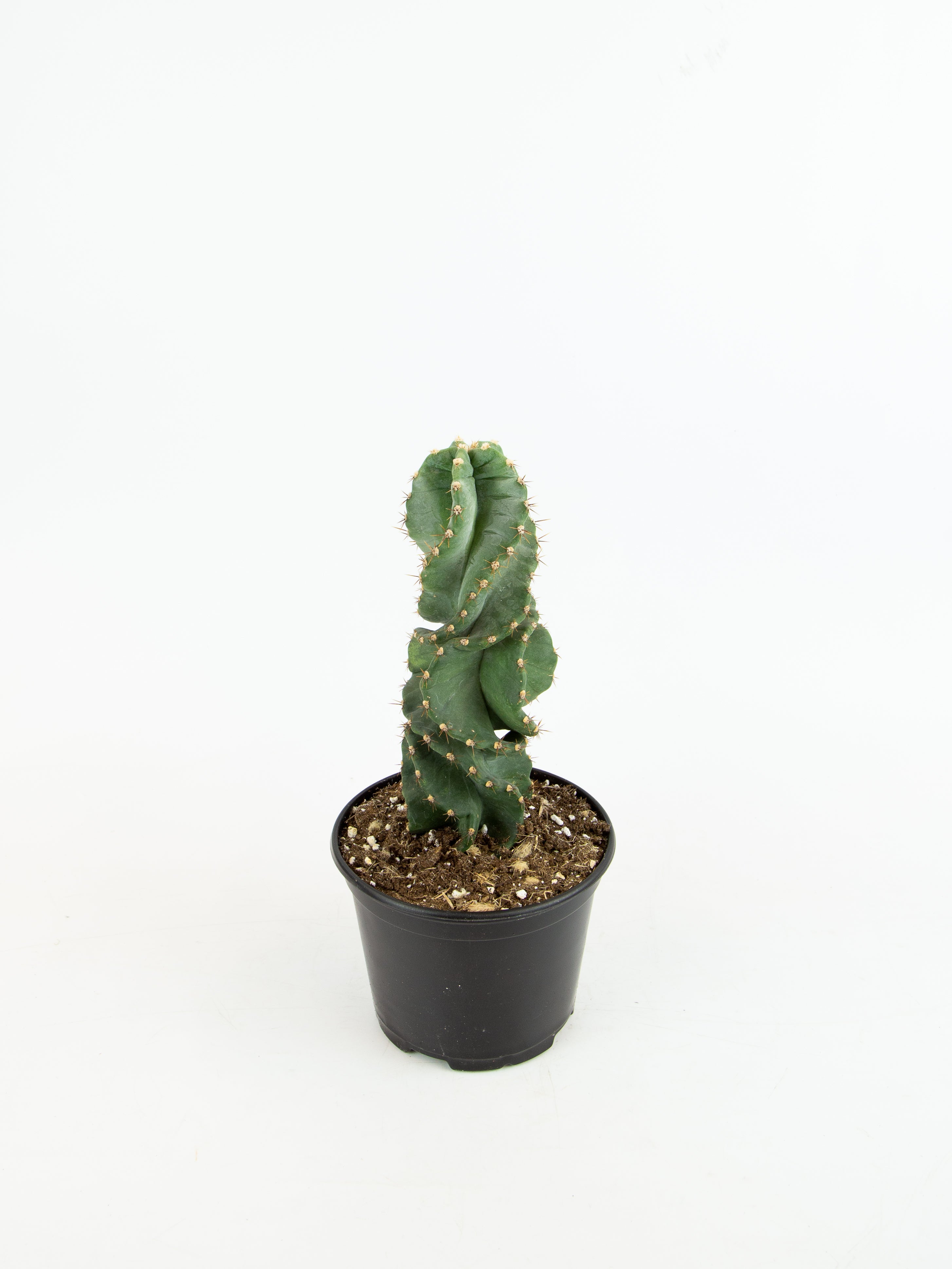 Cereus peruvianus 'Spiralis' – ARIUM BOTANICALS