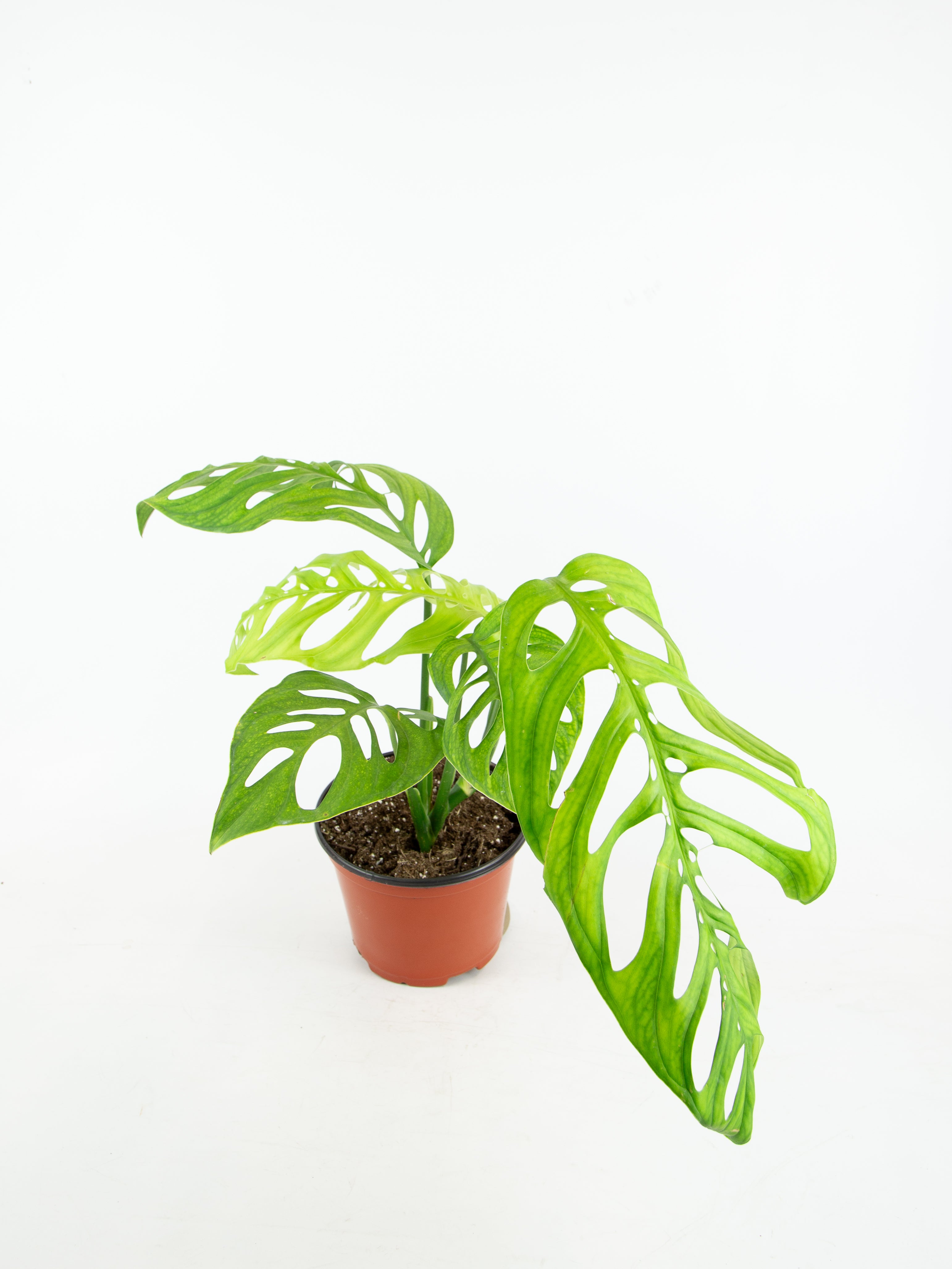 Monstera esqueleto – ARIUM BOTANICALS