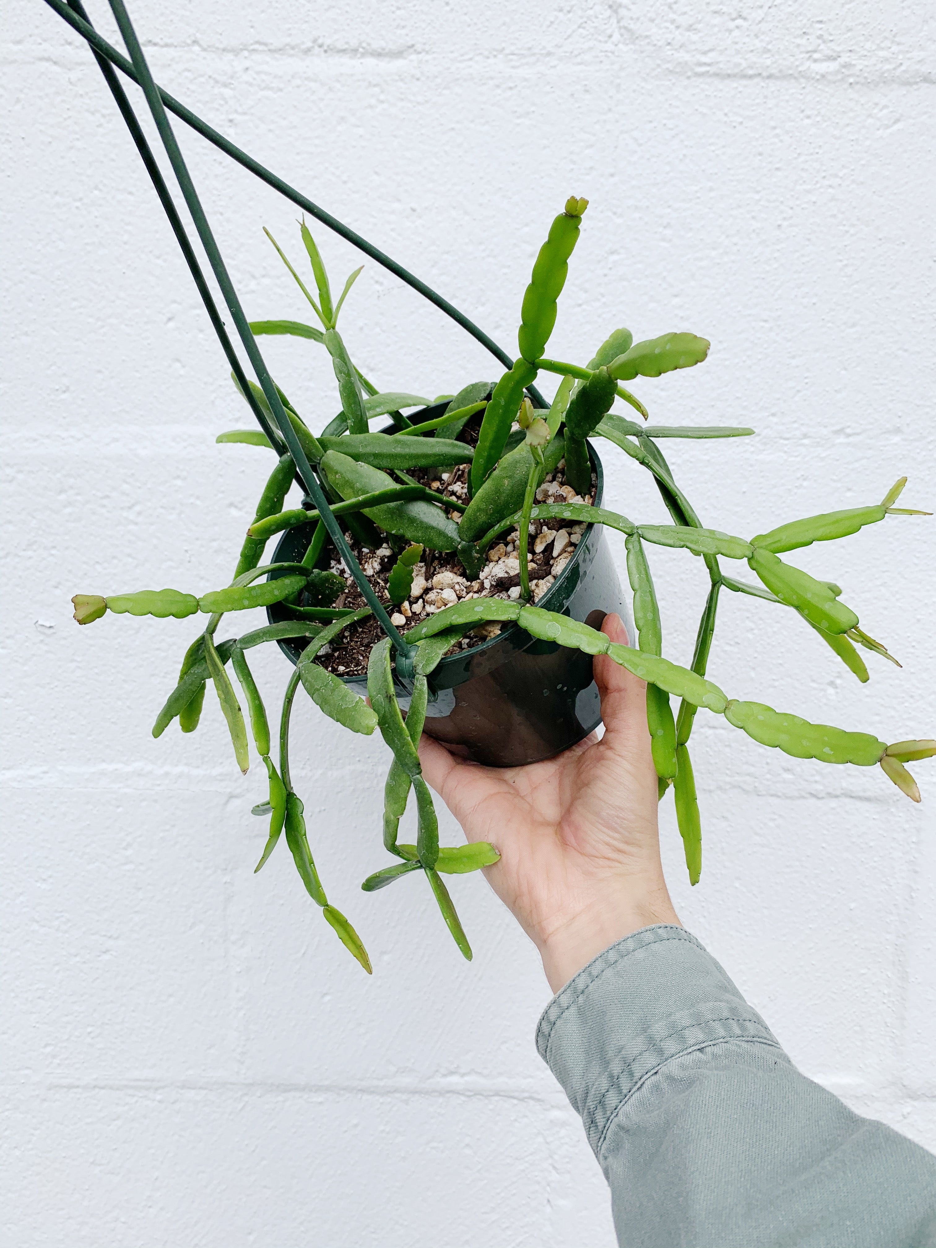Rhipsalis micrantha – ARIUM BOTANICALS