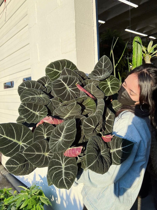 HOME – ARIUM BOTANICALS