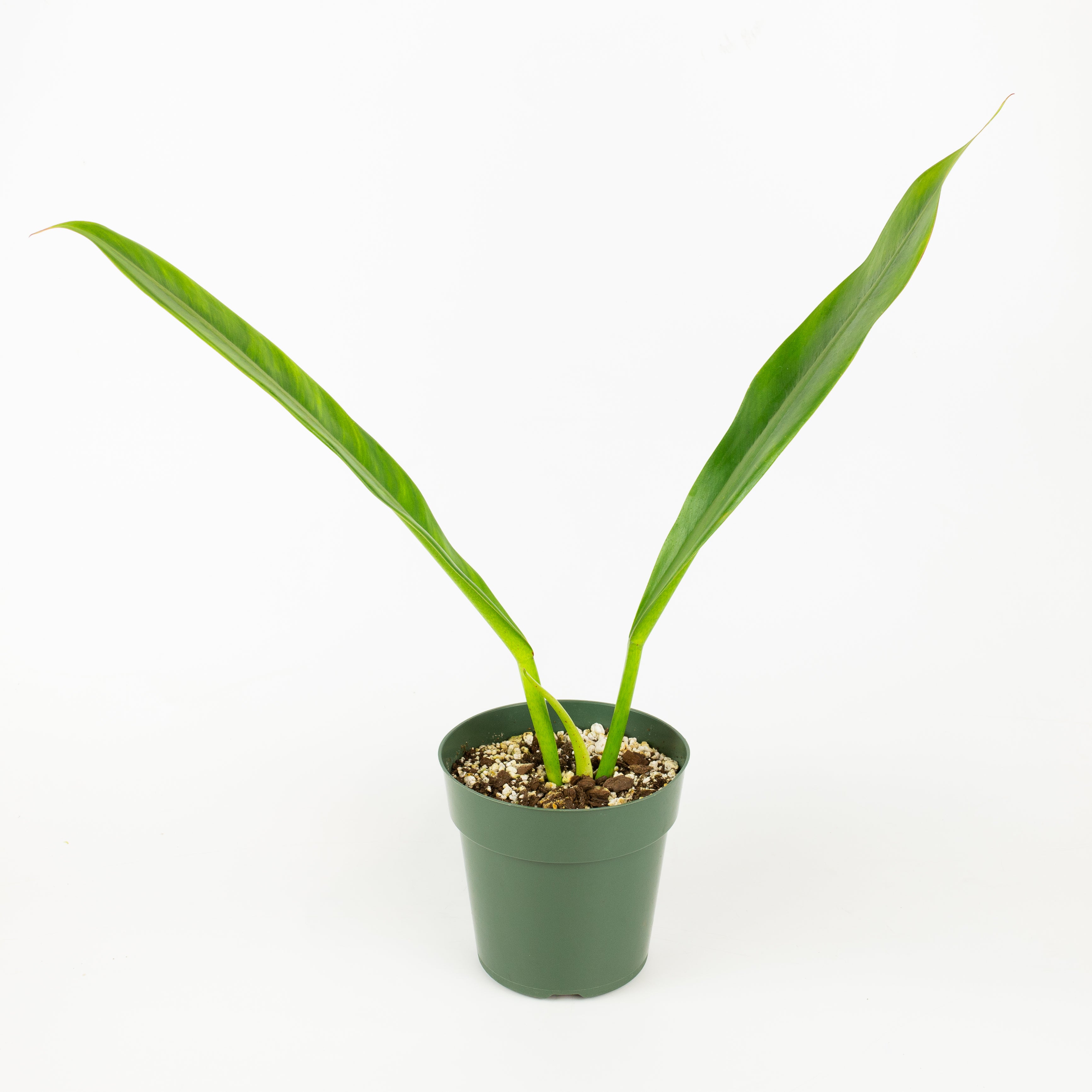 Philodendron crassinervium – ARIUM BOTANICALS