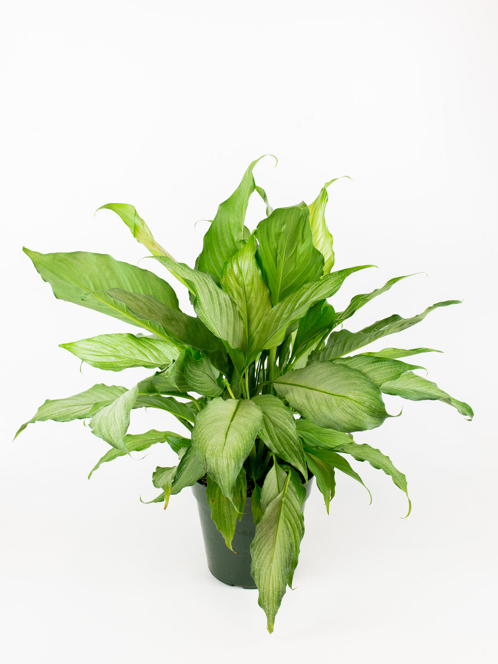 Spathiphyllum 'Platinum Mist' – ARIUM BOTANICALS