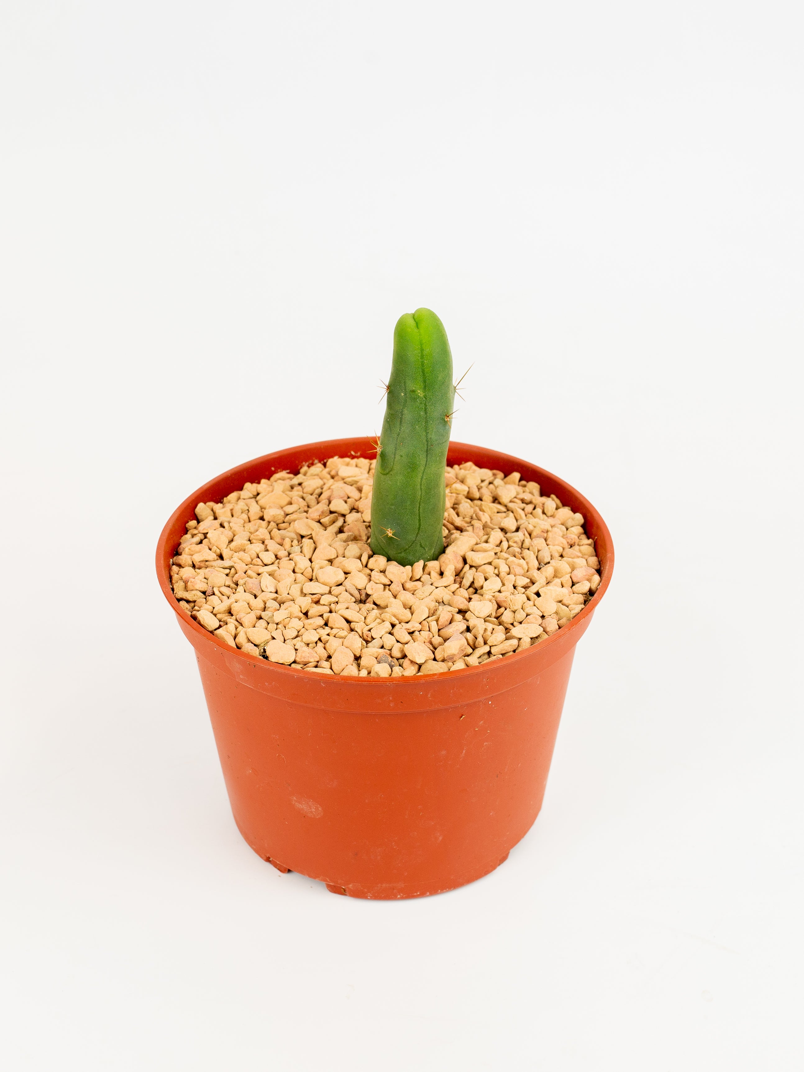 Trichocereus bridgesii forma monstrose inermis – ARIUM BOTANICALS