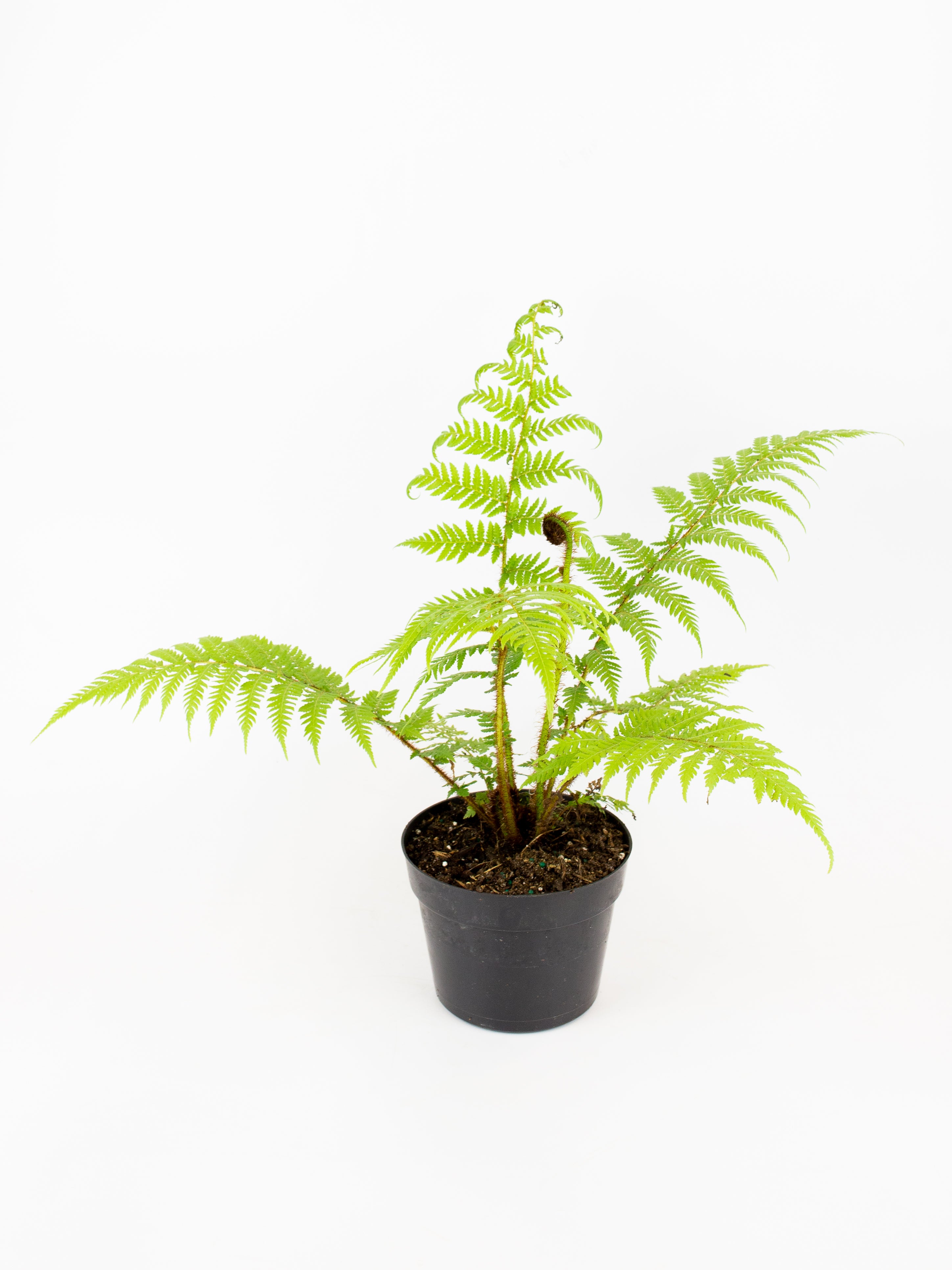Sphaeropteris cooperi 'Australian Tree Fern' – ARIUM BOTANICALS