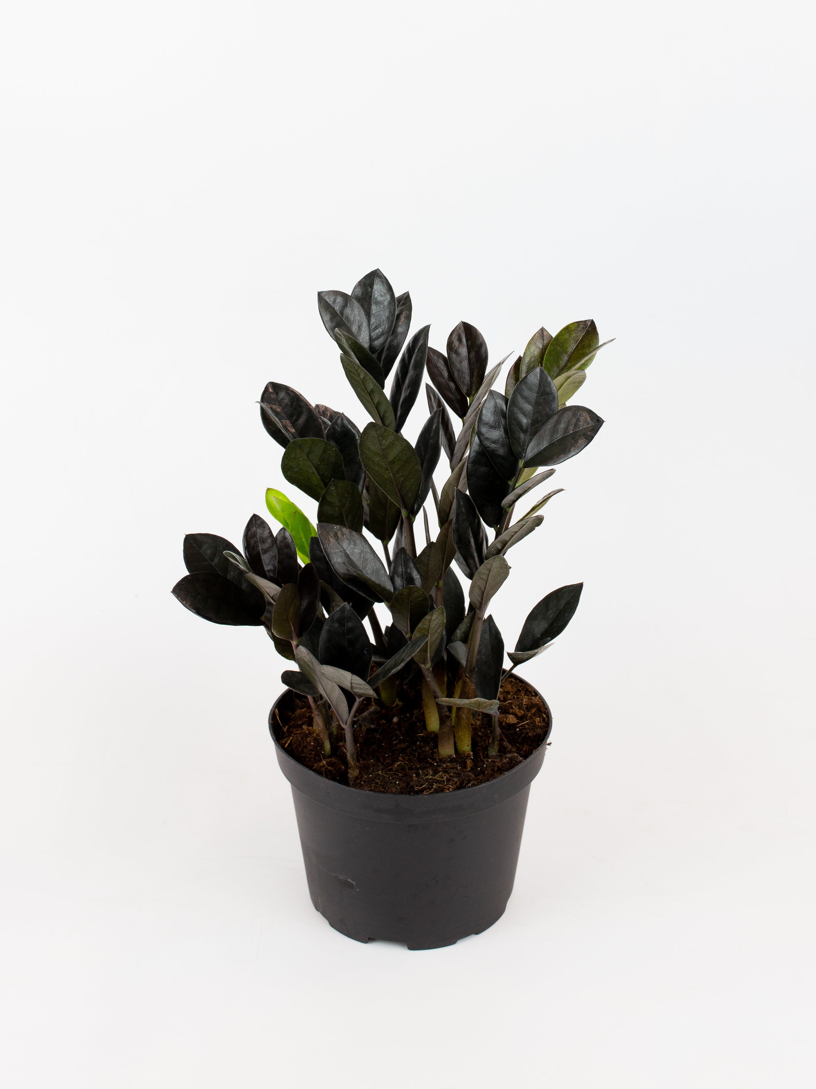 Zamioculcas zamiifolia 'ZZ Oscura' – ARIUM BOTANICALS