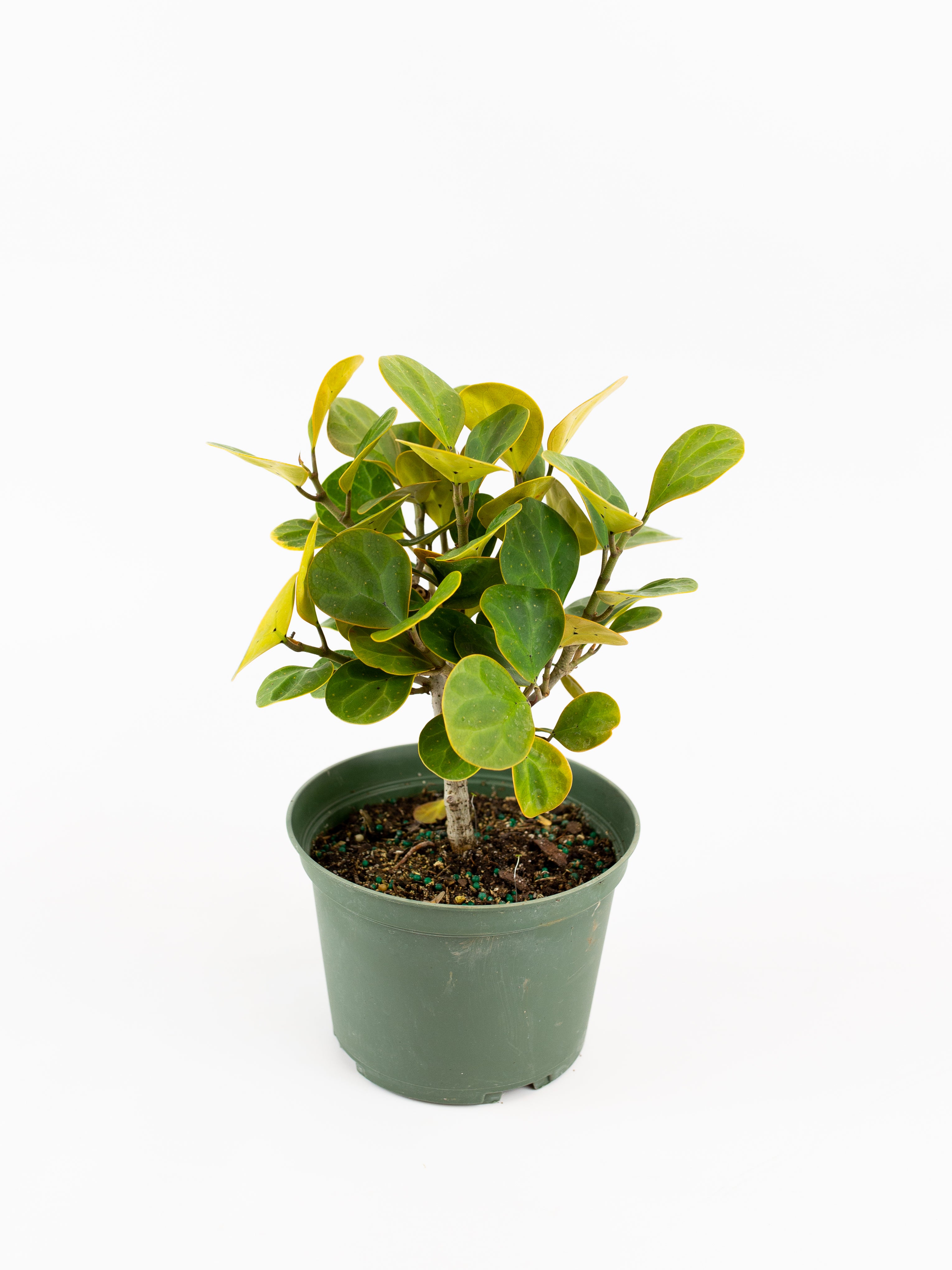 Ficus deltoidea – ARIUM BOTANICALS