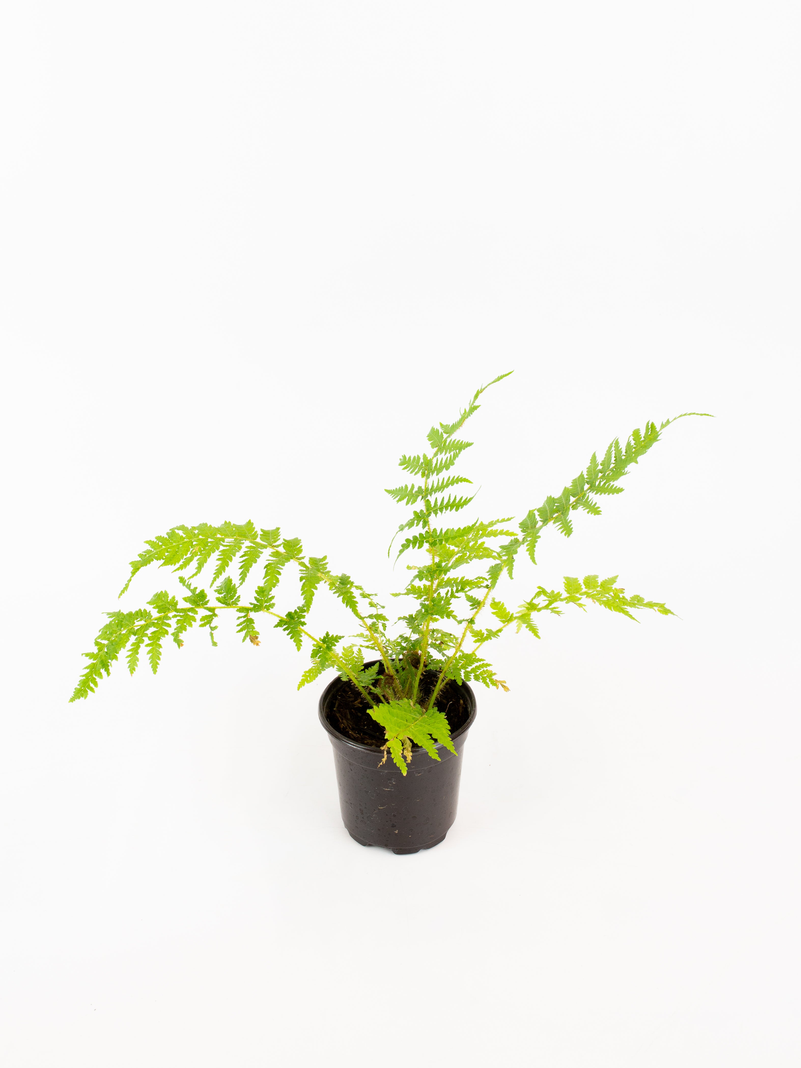 Sphaeropteris cooperi 'Australian Tree Fern' – ARIUM BOTANICALS