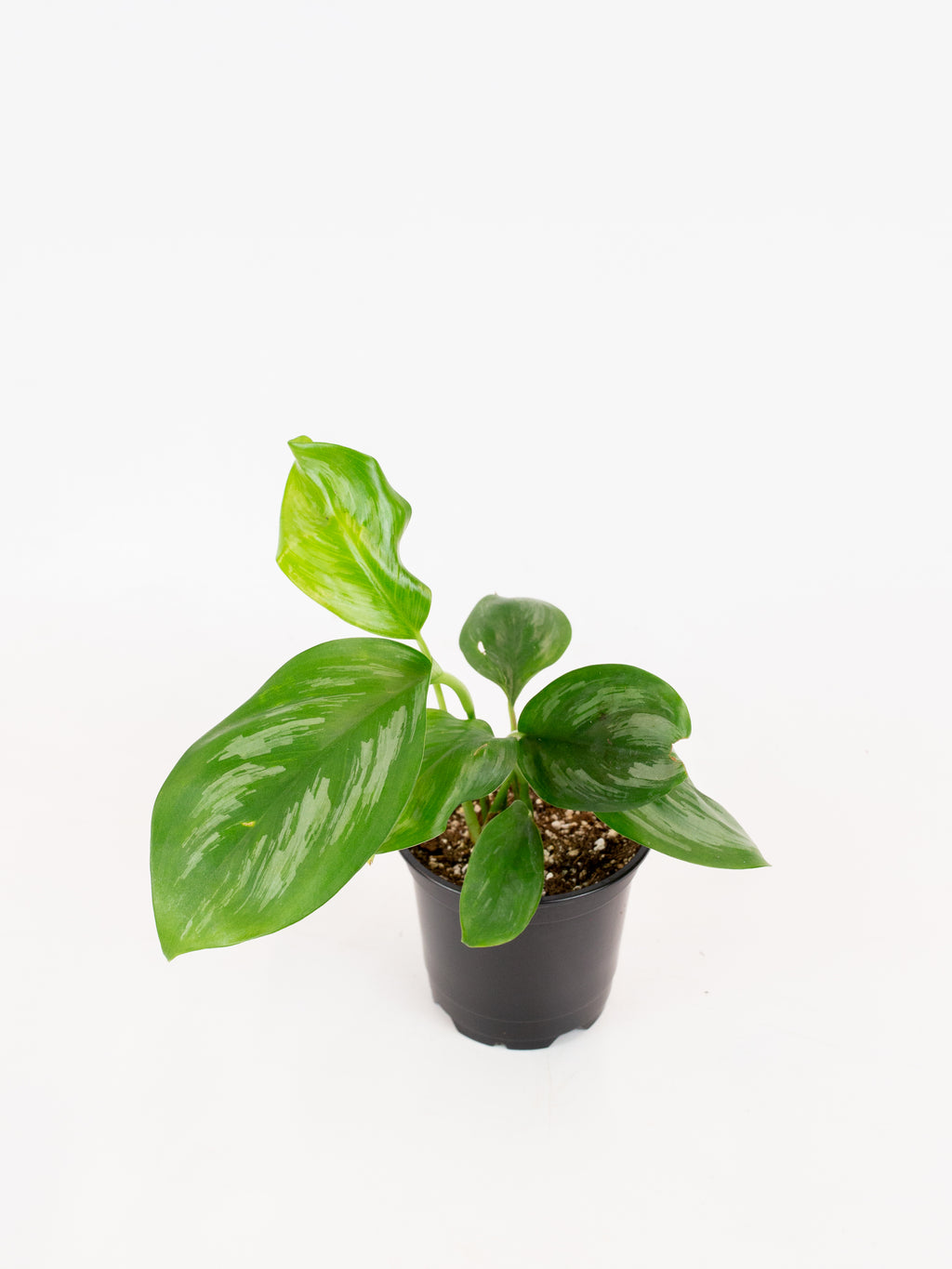 Scindapsus officinalis – ARIUM BOTANICALS