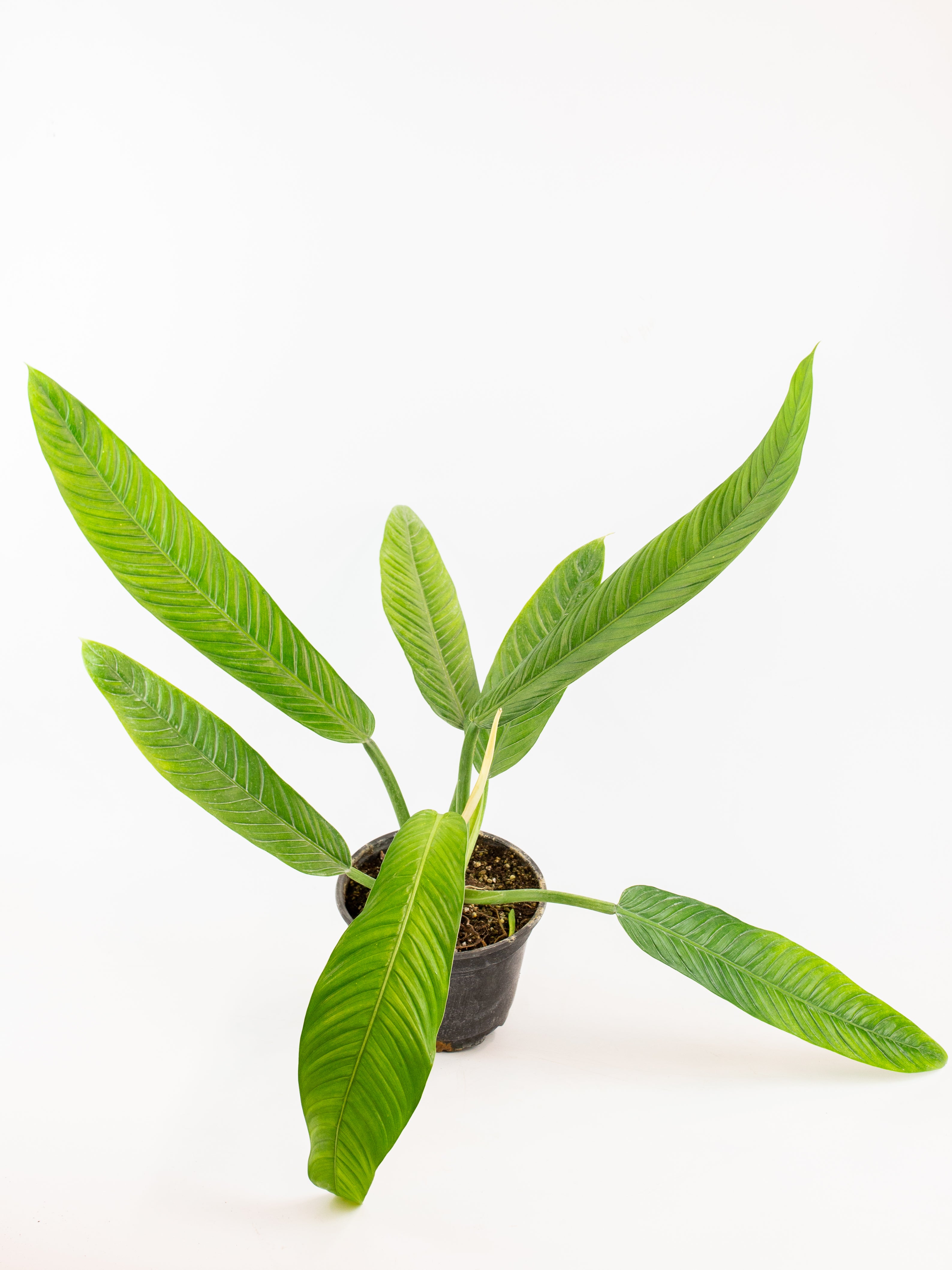 Philodendron lynette – ARIUM BOTANICALS