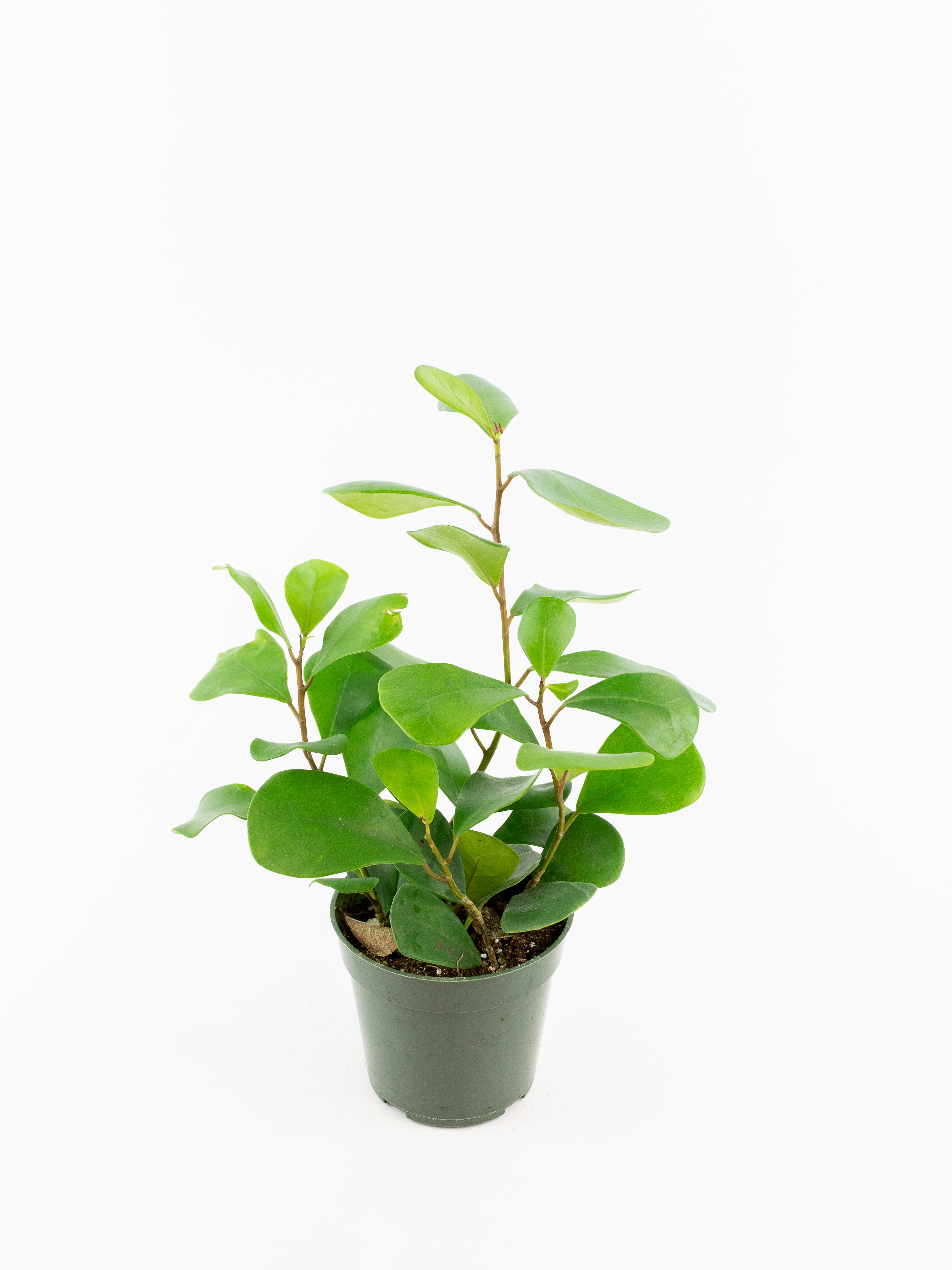 Ficus triangularis – ARIUM BOTANICALS