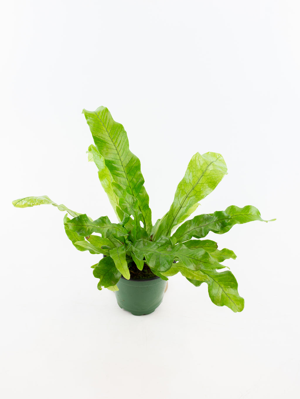 Microsorium musifolium 'Crocodile Fern' – ARIUM BOTANICALS