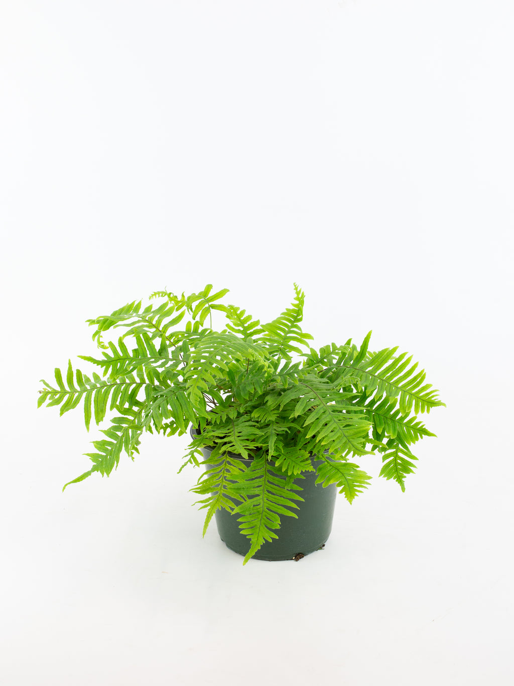 Polypodium formosanum 'Cristatum' – ARIUM BOTANICALS