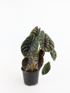 HOME – ARIUM BOTANICALS