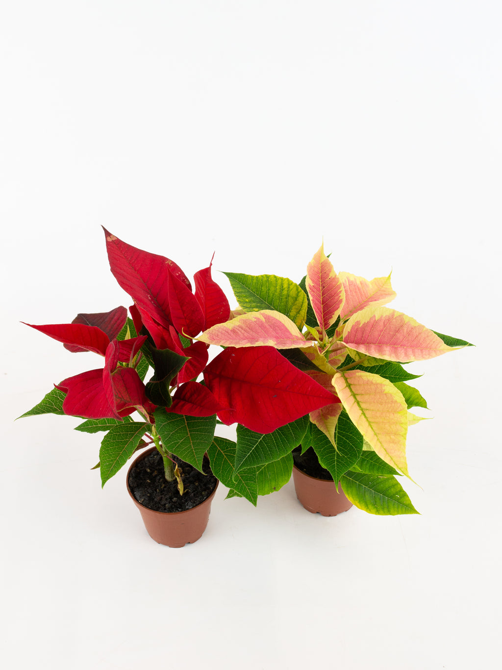 Euphorbia pulcherrima 'Poinsettia' – ARIUM BOTANICALS