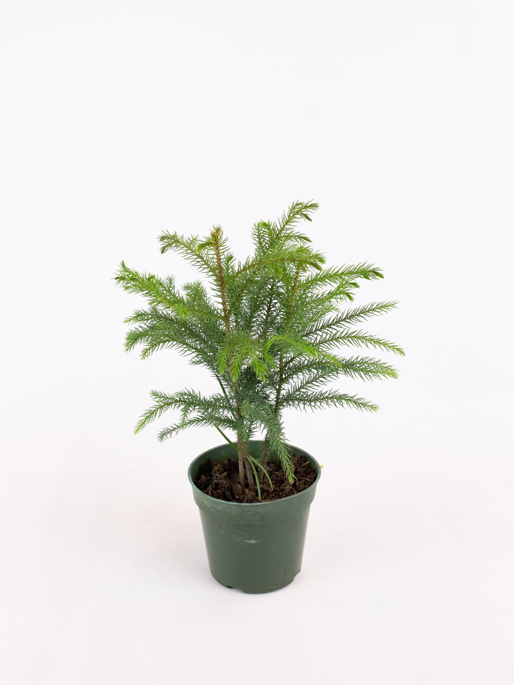 Araucaria heterophylla 'Norfolk Island Pine' – ARIUM BOTANICALS
