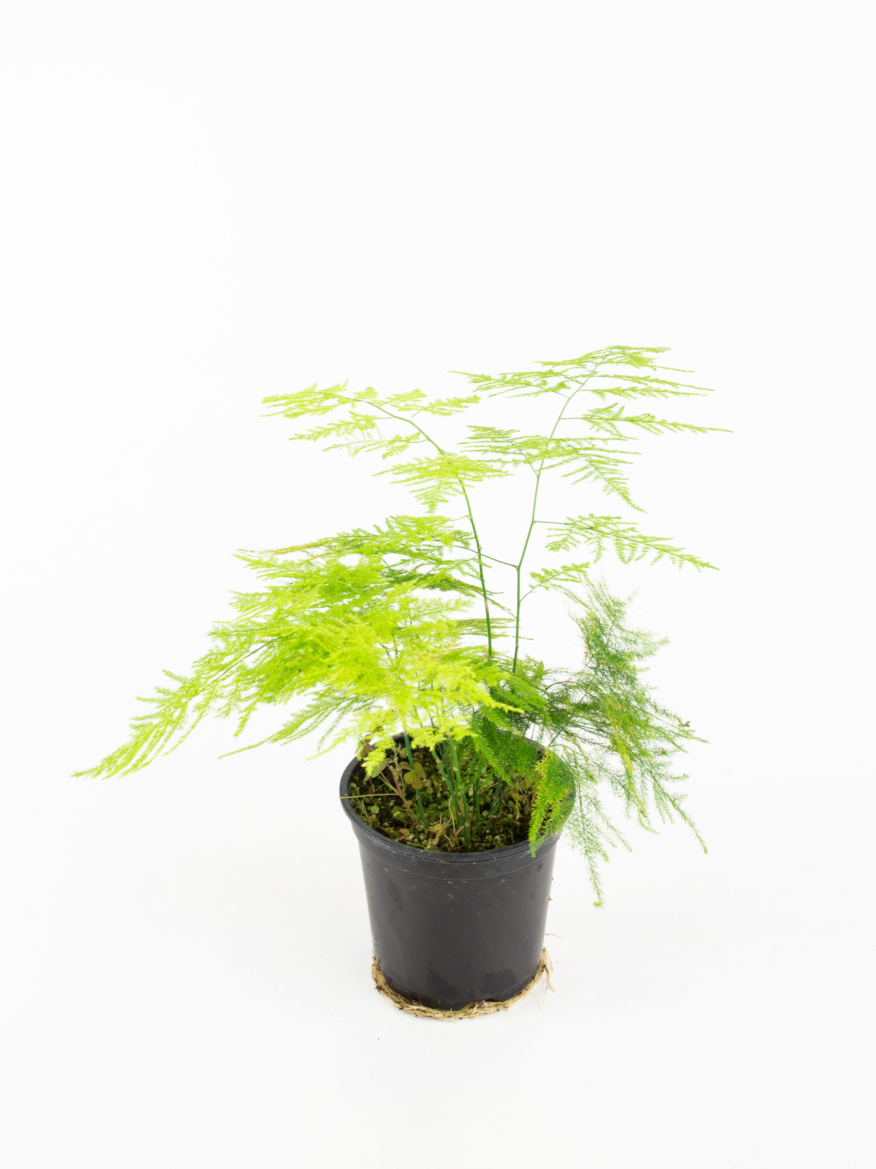 Asparagus plumosus – ARIUM BOTANICALS
