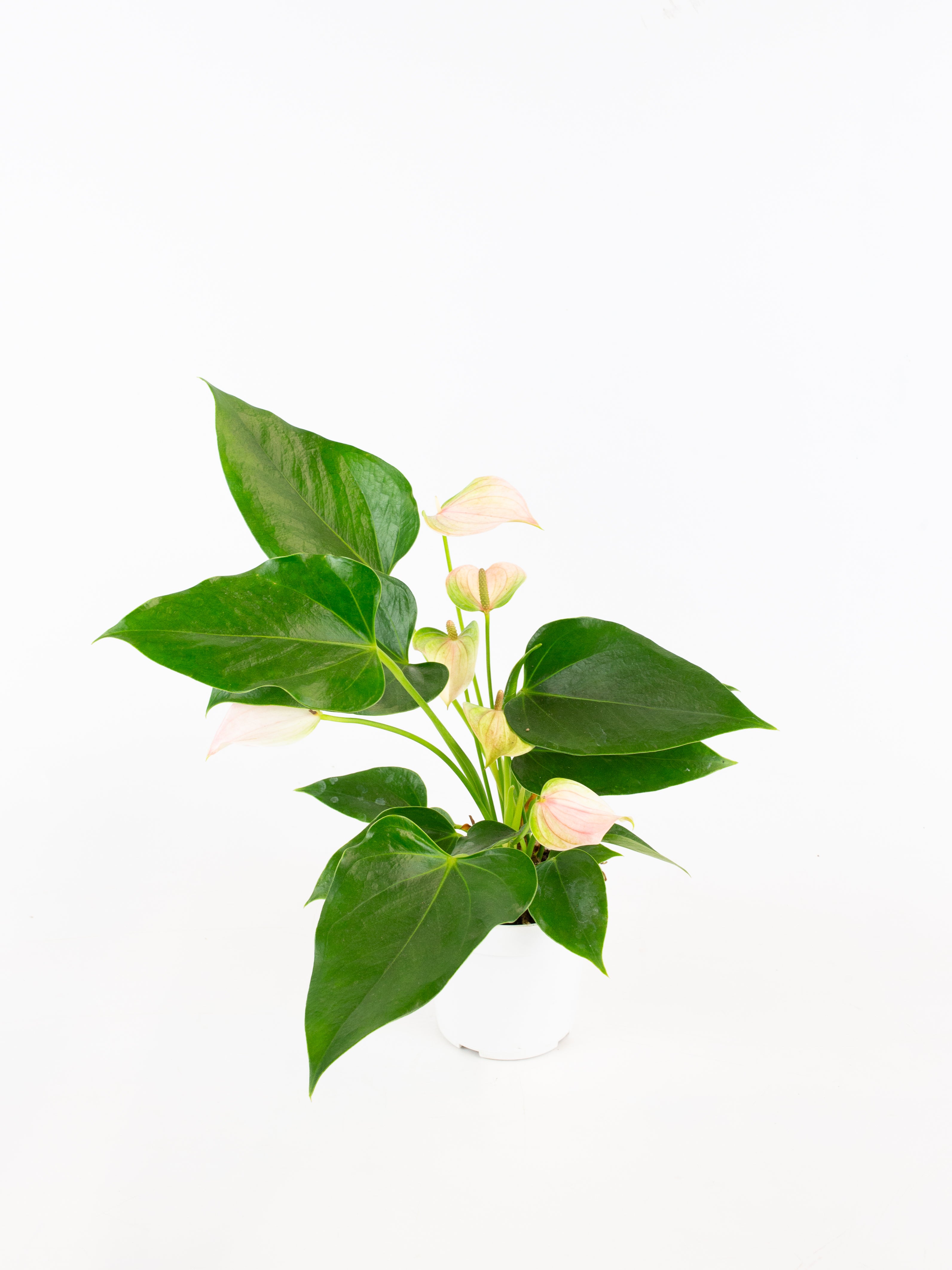 Anthurium 'Joli Pulse' – ARIUM BOTANICALS