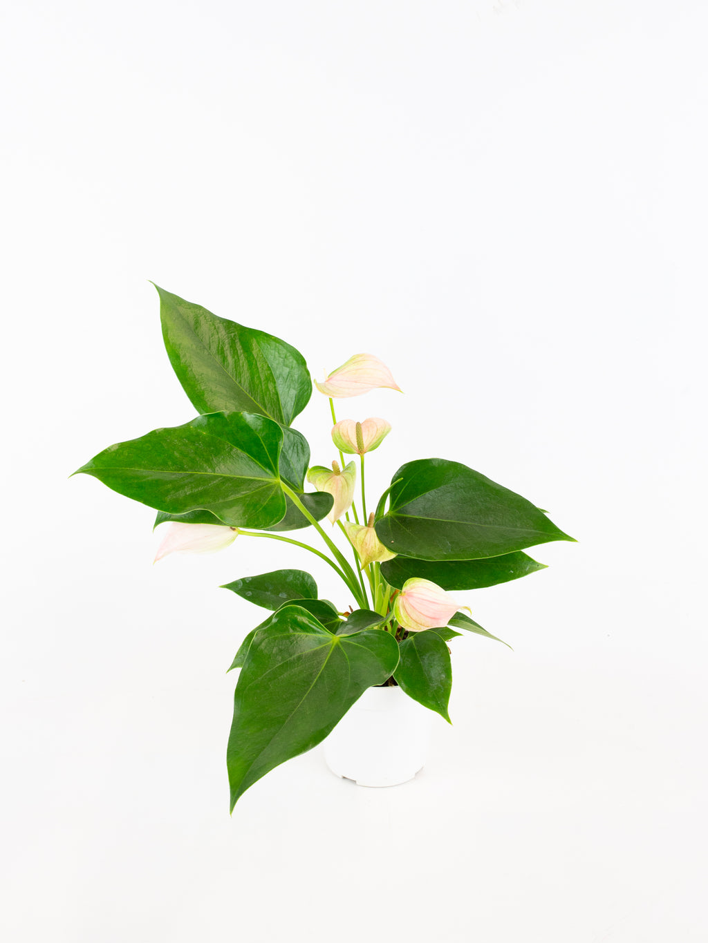 Anthurium 'Joli Pulse' – ARIUM BOTANICALS