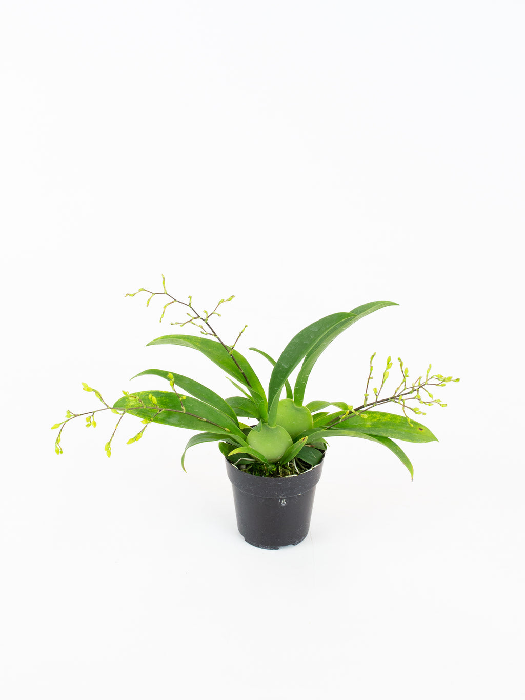 Oncidium Twinkle 'Fragrant Fantasy' – ARIUM BOTANICALS