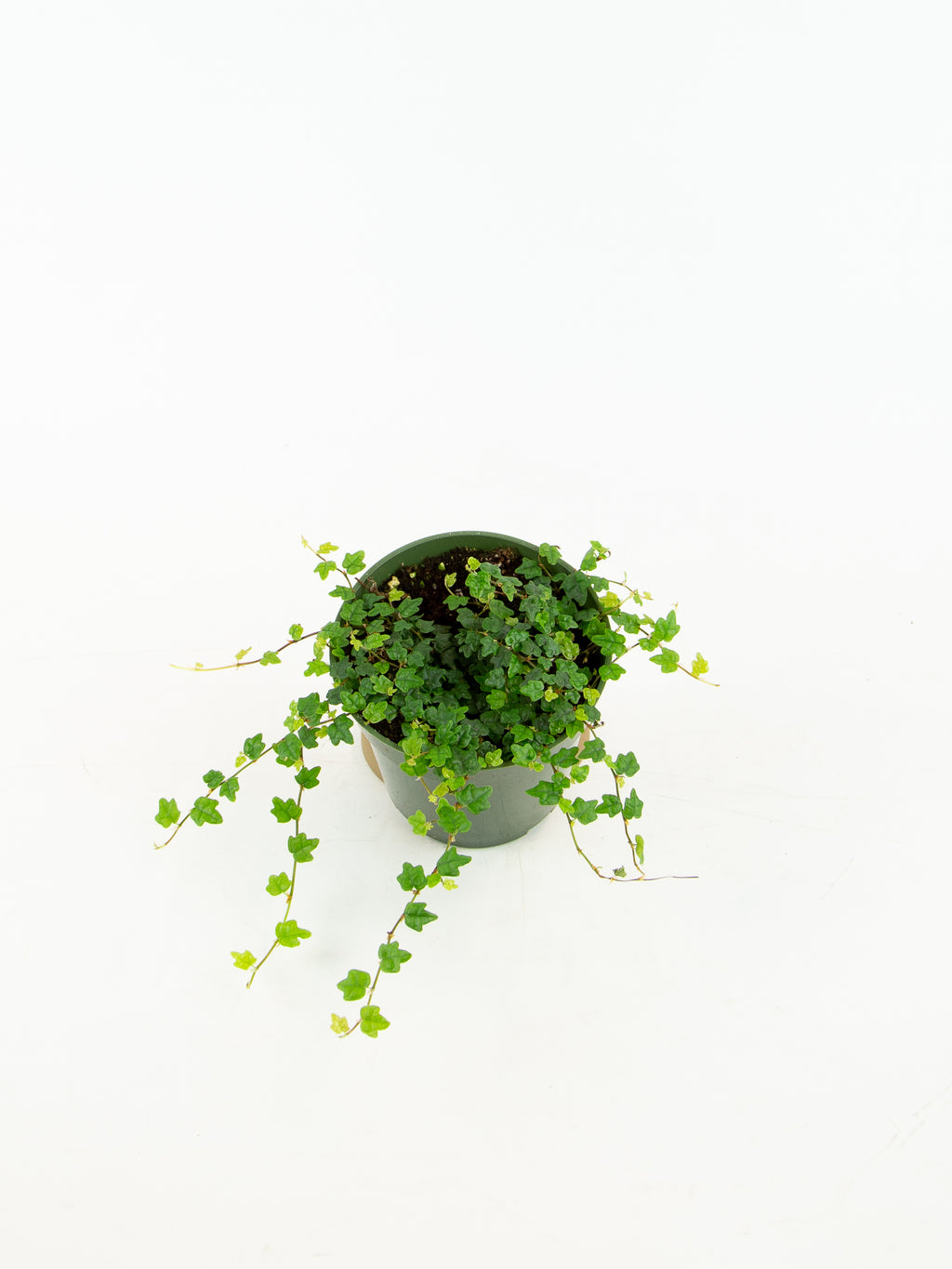 Ficus 'Quercifolia' – ARIUM BOTANICALS