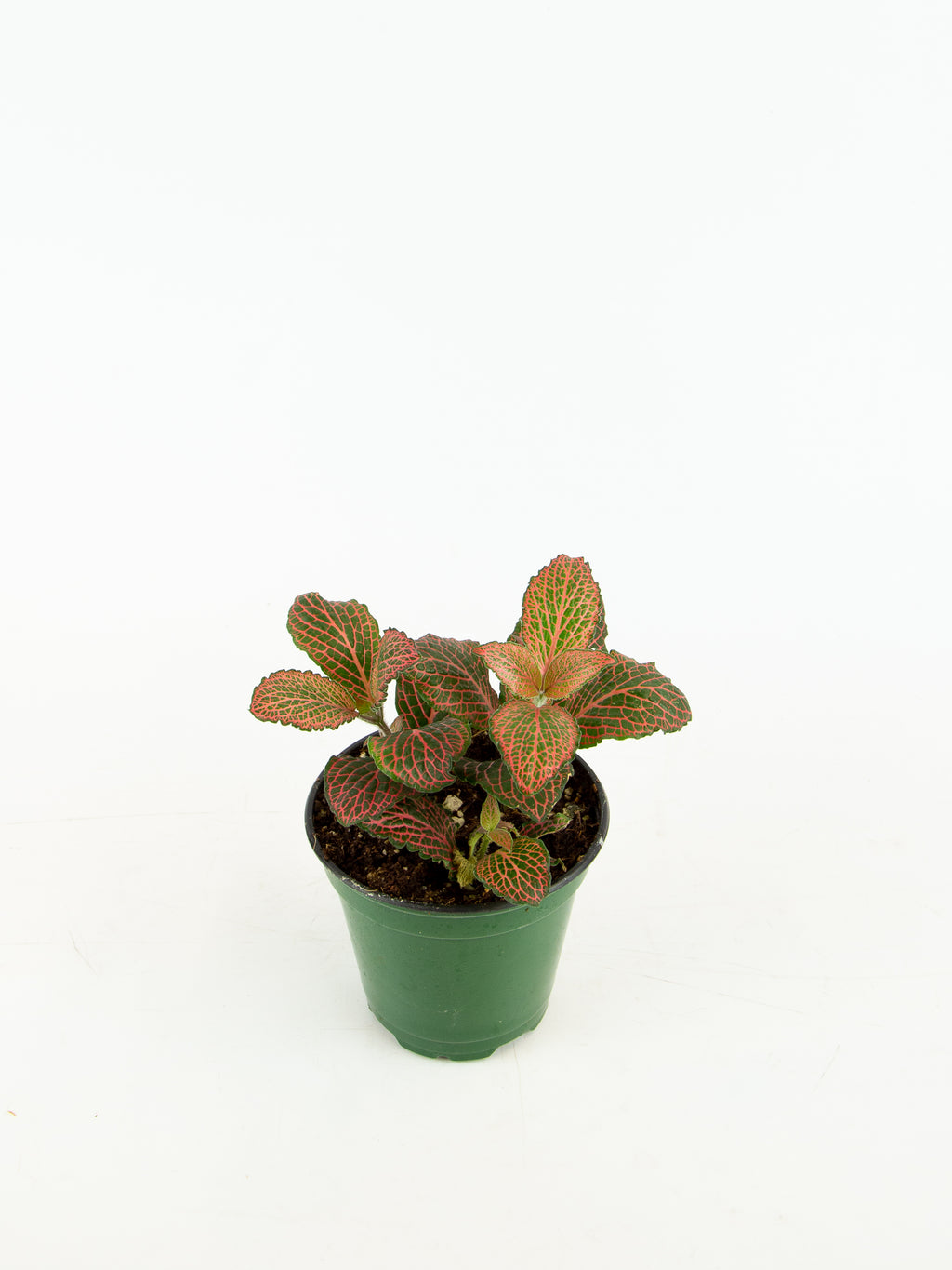 Fittonia albivenis (Red Form) – ARIUM BOTANICALS