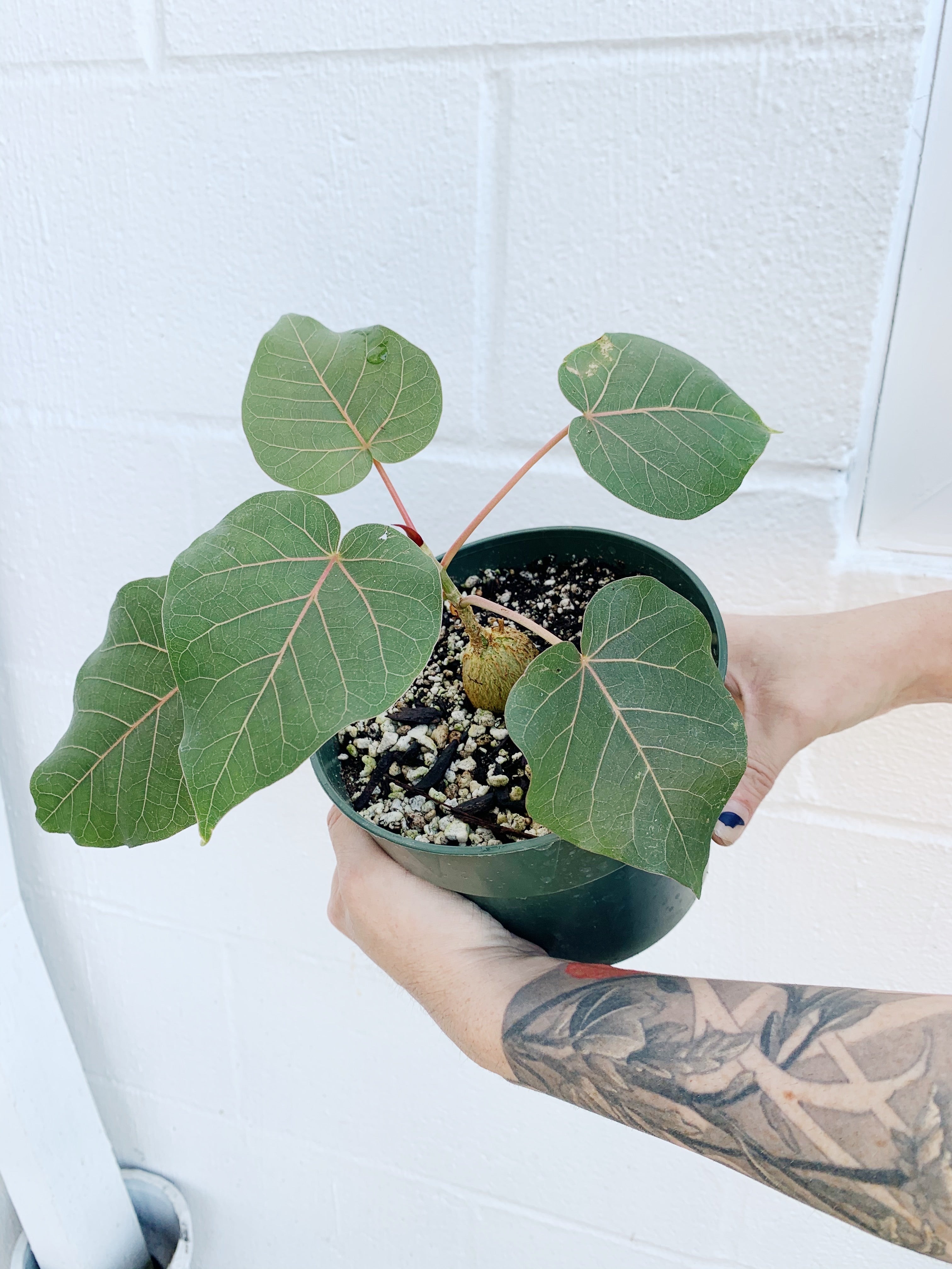 Ficus petiolaris – ARIUM BOTANICALS